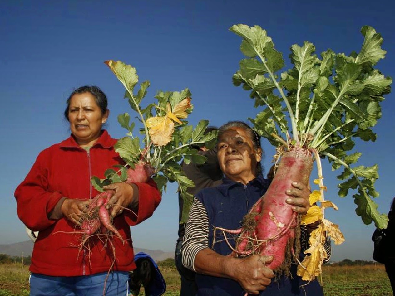 La fiesta navideña de mayor tradición en Oaxaca: la Noche de Rábanos ...