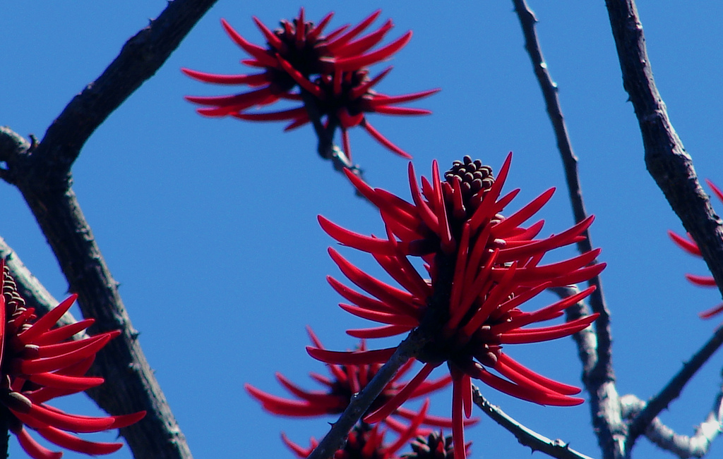 Come to Morelos and taste all the delicious typical dishes from ...